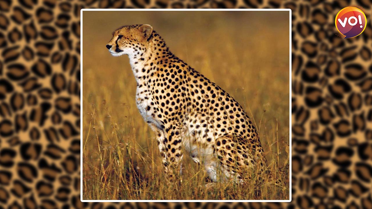 India To Become Home To Cheetahs After 7 Decades