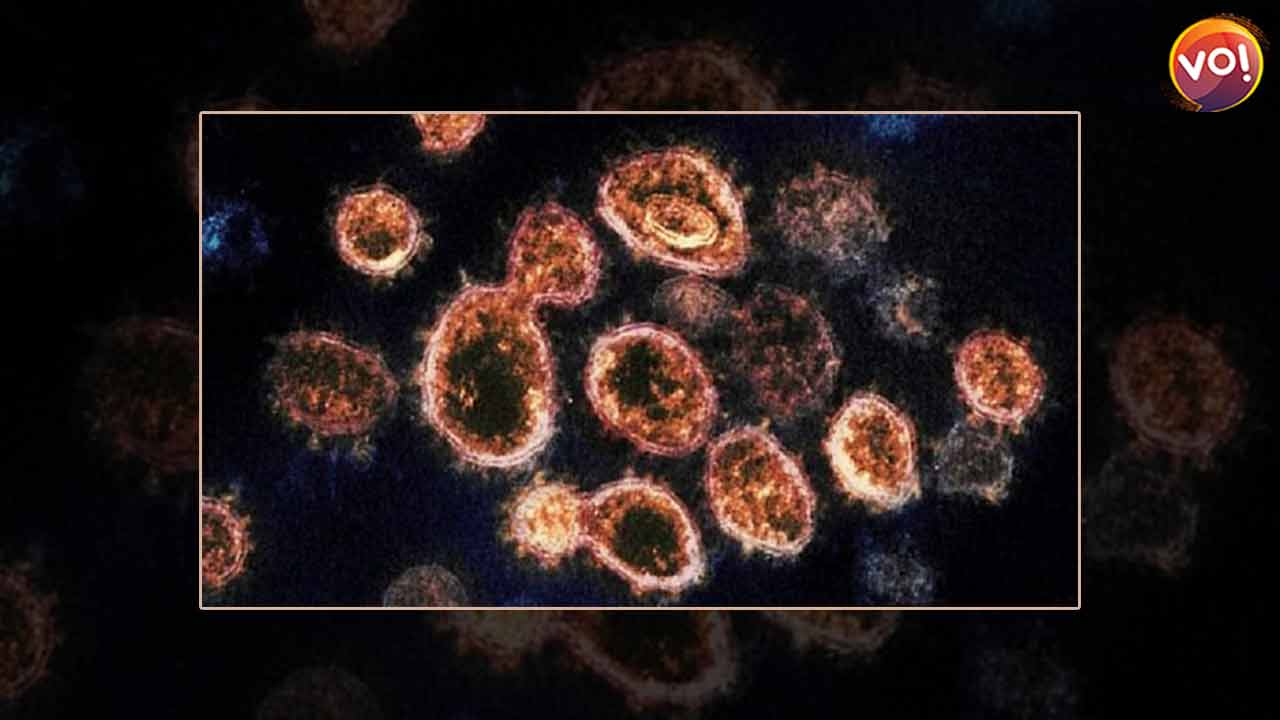 Everything You need to Know About the New Langya Virus