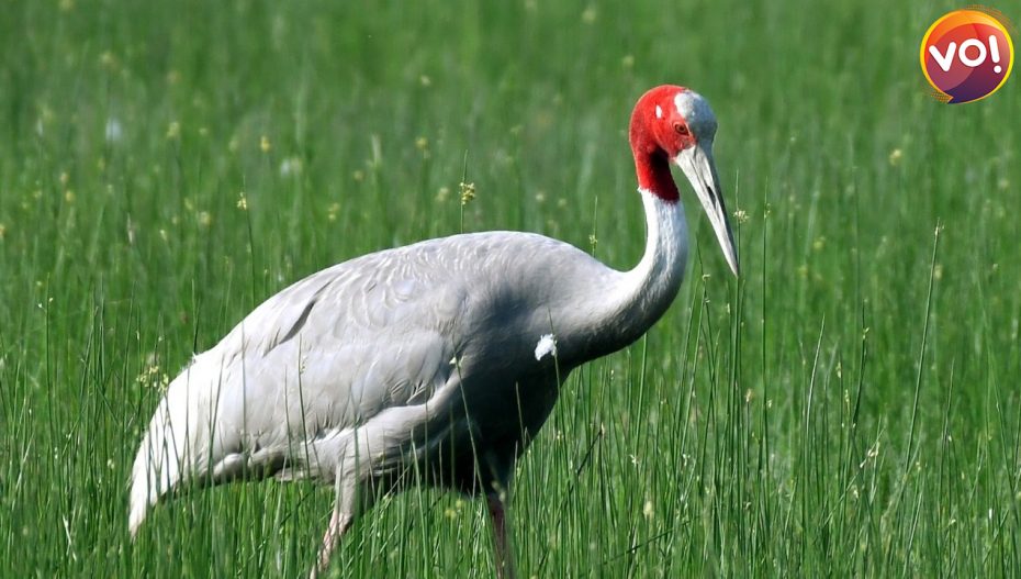 Gujarat: Sarus Crane Revisits Chhari Dhand Wetlands After Over Quarter ...