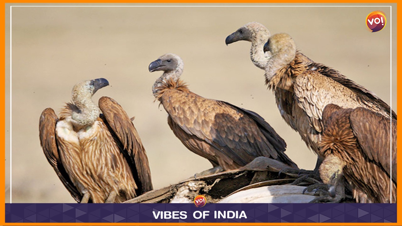 Vultures: Gone From Ahmedabad