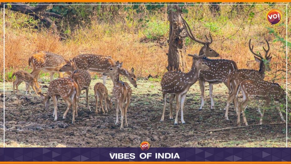 Gujarat’s Hidden Gem: Explore Vansda National Park