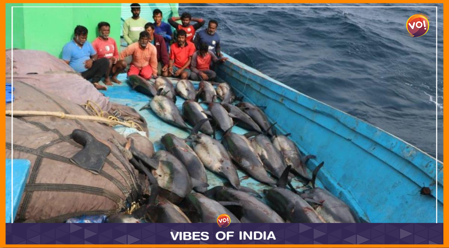 Dolphins Off Gujarat Coast Killed To Serve As Baits For Sharks